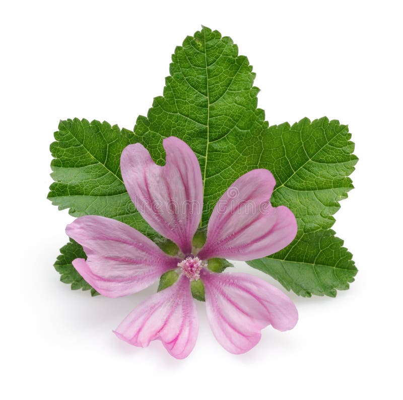 Mallow Plant With Flowers And Leaves Isolated Stock Image - Image of ...