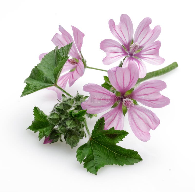 Mallow Plant with Flowers and Leaves Isolated Stock Photo - Image of ...