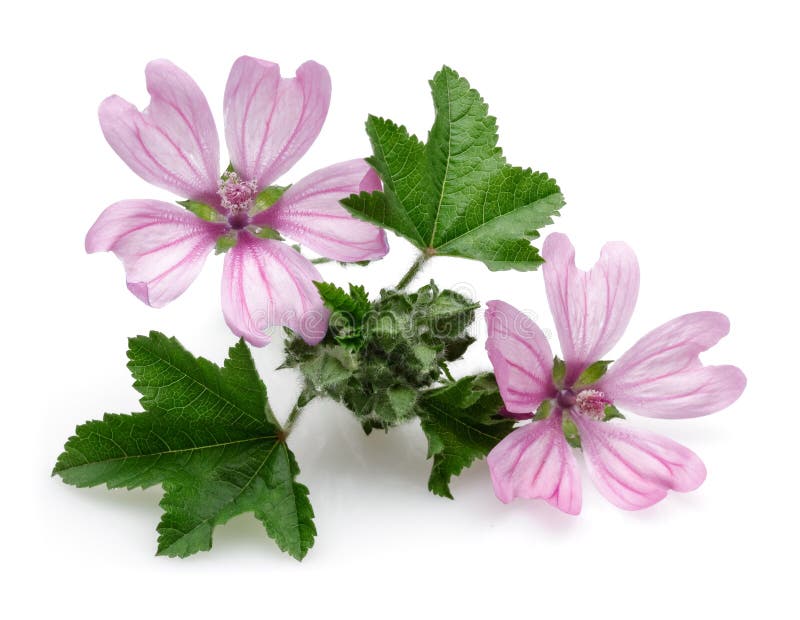 Mallow Plant with Flowers and Leaves Isolated Stock Image - Image of ...