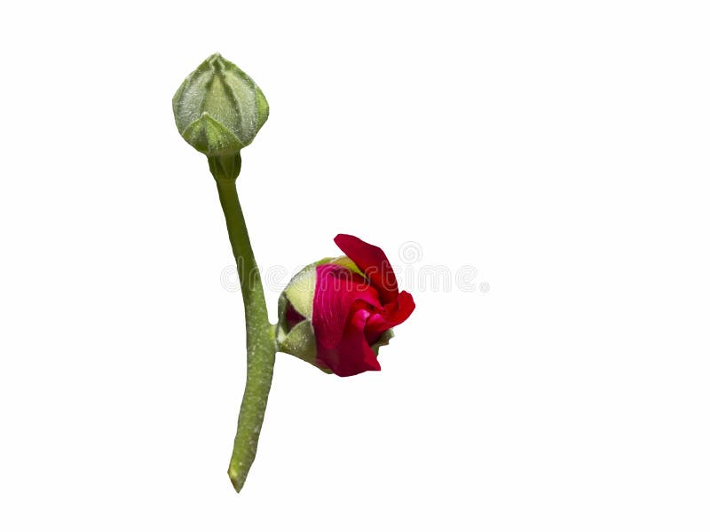 Mallow Red Flower Bud Isolate on a White Background Stock Image - Image ...