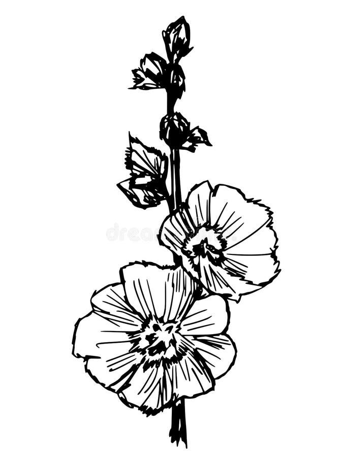 Mallow sketch stock illustration. Illustration of sunny - 90272204