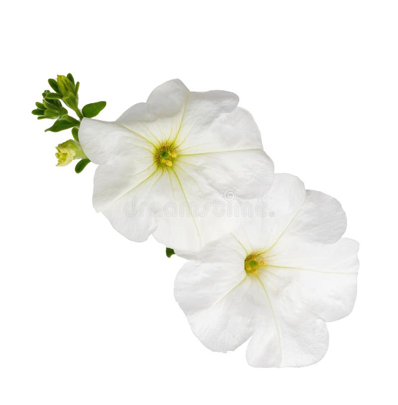 Mallow. White Mallow Flowers in the Rays of Evening Light in the Summer ...