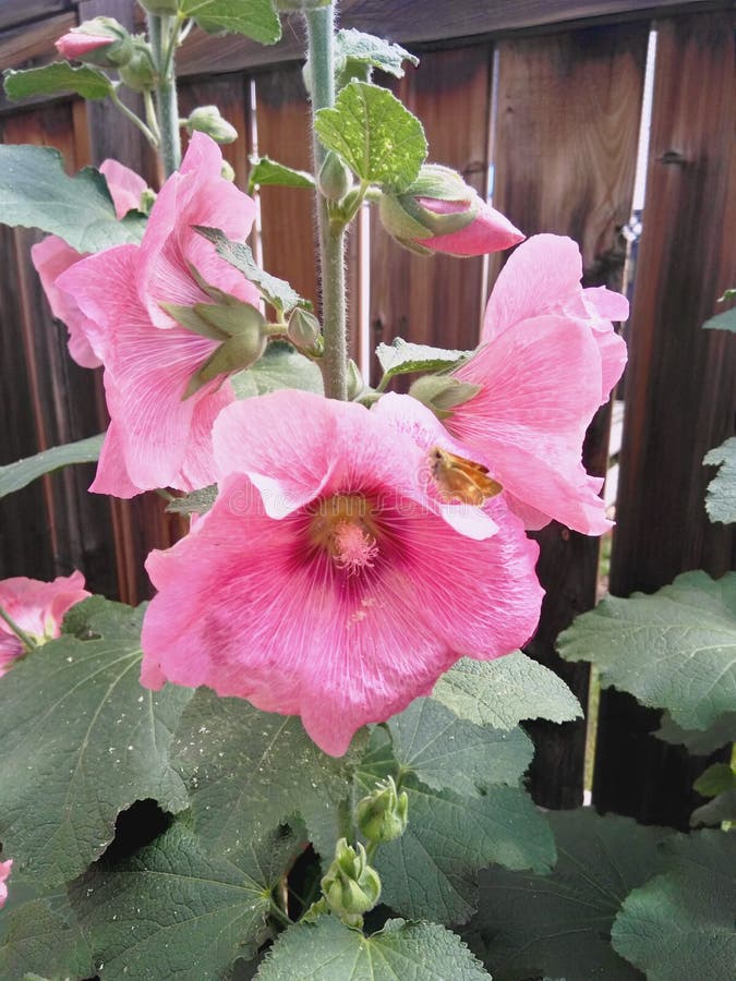Mallows in garden stock image. Image of mallows, floret - 253508107