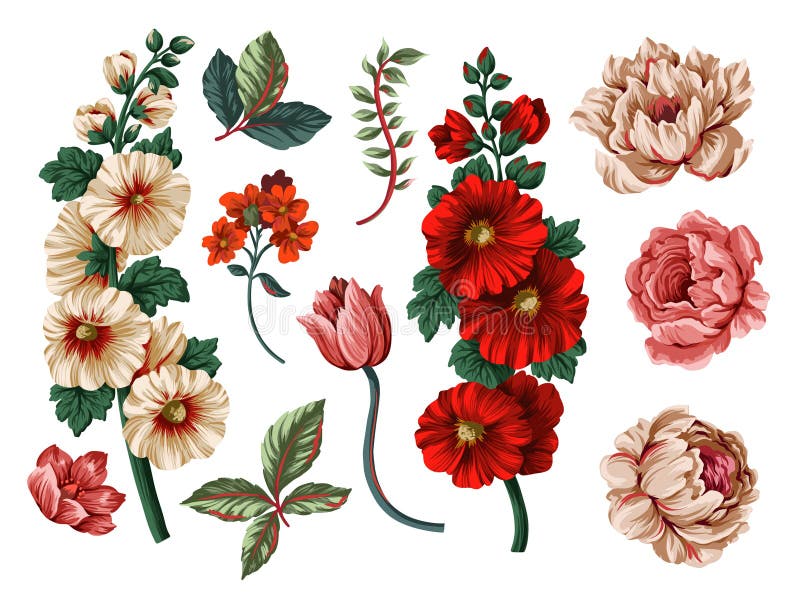 Mallows and Other Flowers Isolated. Vector. Stock Vector - Illustration ...