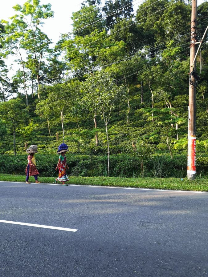 Malnicherra Tea Estate, Sylhet. Editorial Stock Image - Image of ...