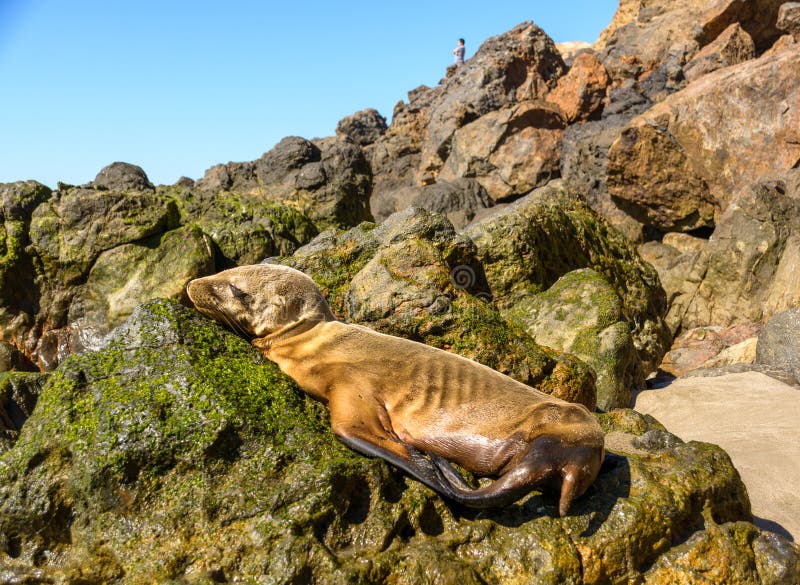 Malnoruished Baby Seal Sleeping on a Rock Stock Image - Image of seal ...