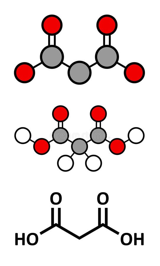 Malonic Acid Organic Dicarboxylic Acid Molecule Stock Vector ...
