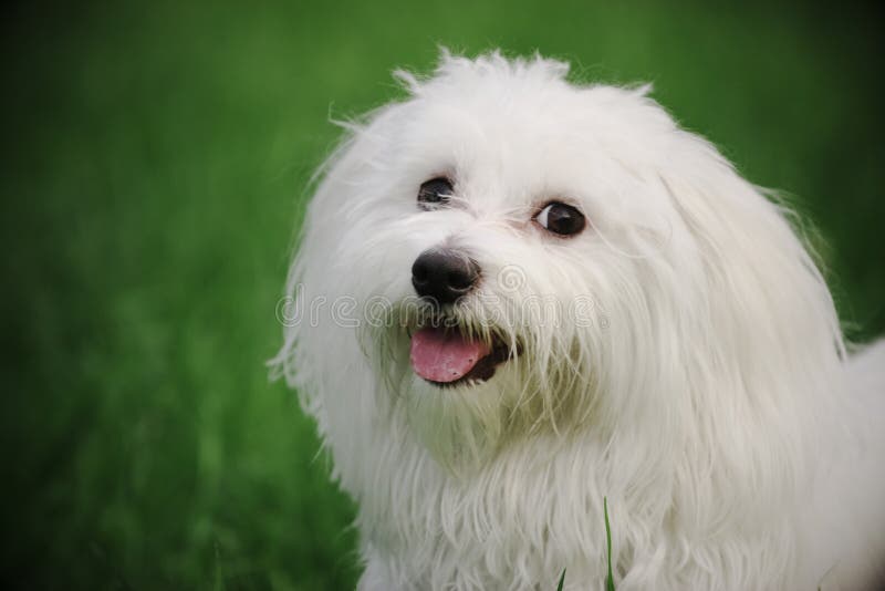 Maltés foto de archivo. Imagen de perro, feliz, blanco - 4901626