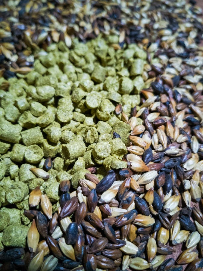 Malt and Barley for Craft Beer Manufacturing Stock Photo - Image of ...