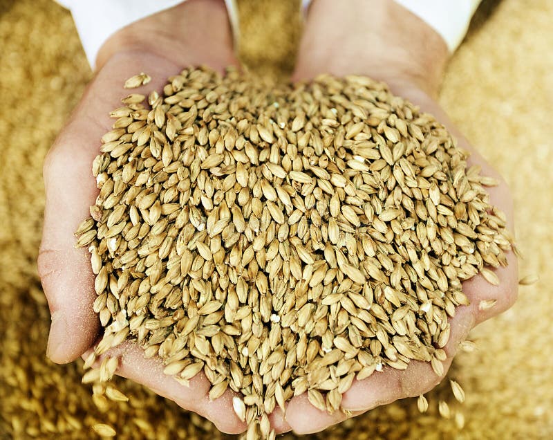 33,236 Malt Photos libres de droits et gratuites de Dreamstime