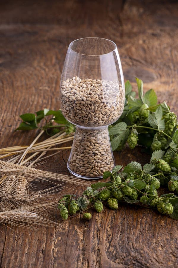 Malt in a glass stock image. Image of wheat, barley - 269270297