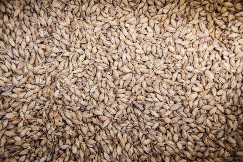 Malt Grains. Beer Production Stock Image - Image of background, brewery ...