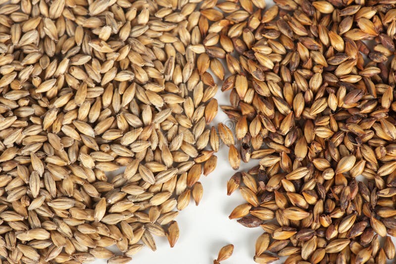 Malt grains stock photo. Image of grain, crystal, malt - 51189782