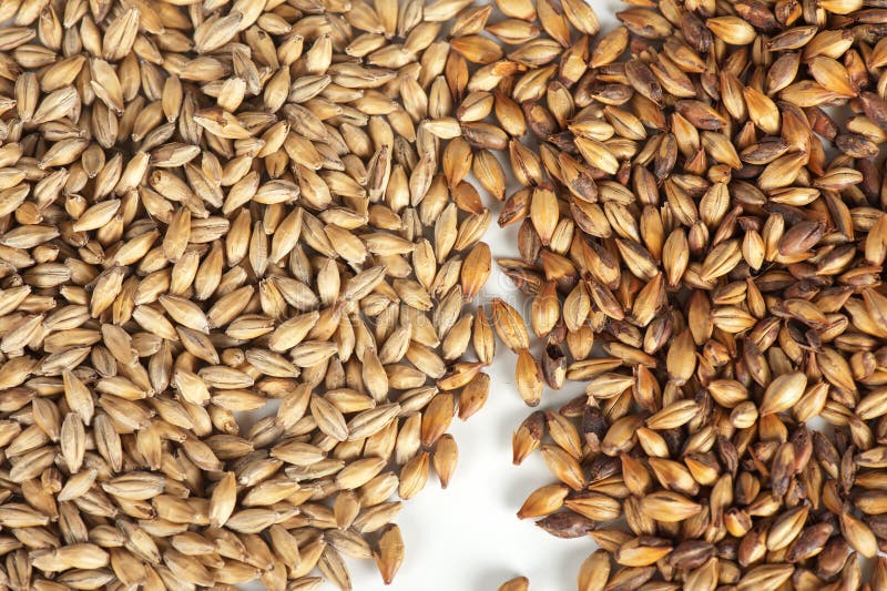 Malt grains stock image. Image of bank, background, malted - 53796595