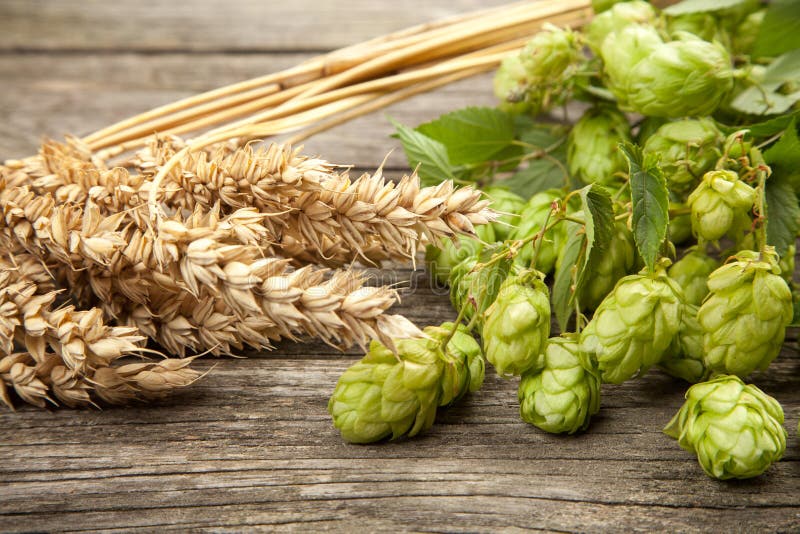 Malt and hops stock image. Image of fresh, close, brewing - 78333899