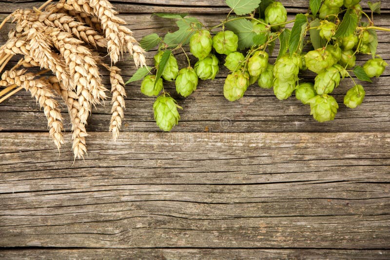 Malt and hops stock image. Image of alcohol, beer, wooden - 78334057