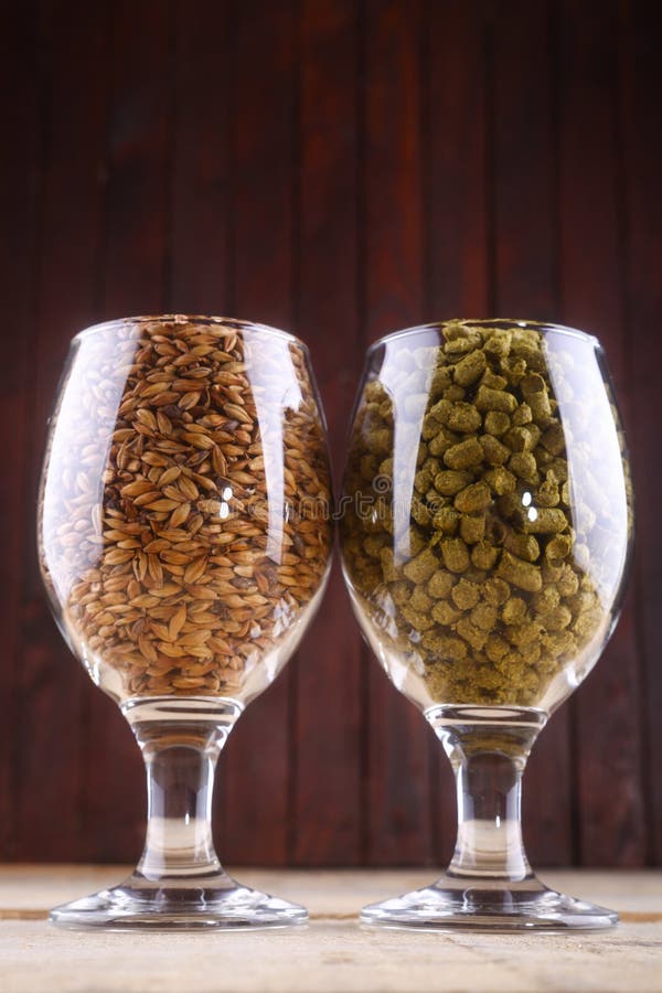 Malt and hops in glasses stock image. Image of aroma - 67630831