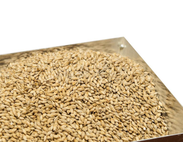 Malt, macro stock photo. Image of grain, agriculture - 68293472