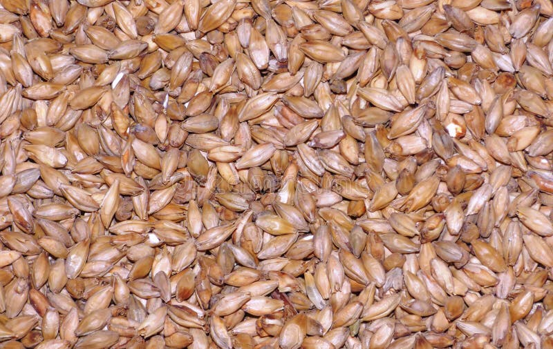 Malt for making beer stock photo. Image of grain, dried - 158452214