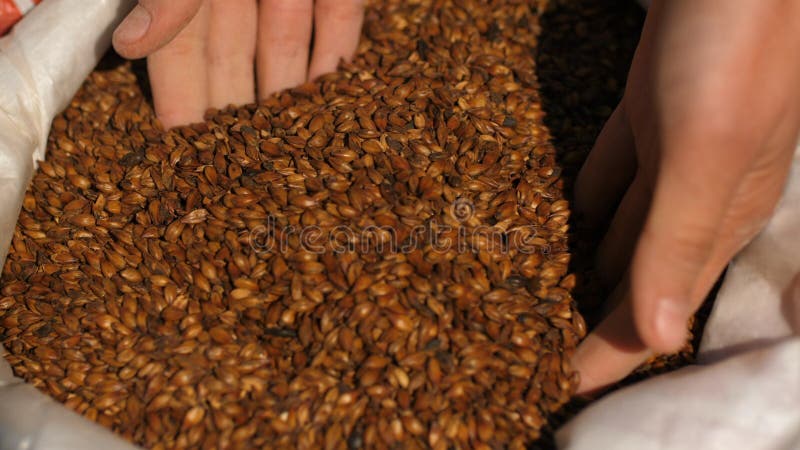 Malt for Making Dark Craft Beer Stock Image - Image of harvest, bowl ...