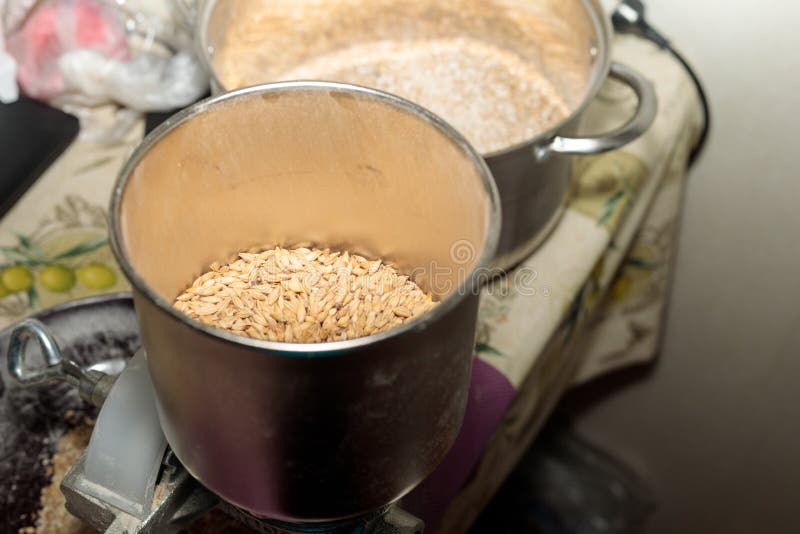 Malt is Poured into the Mill for Grinding, Preparation for Brewing Beer ...