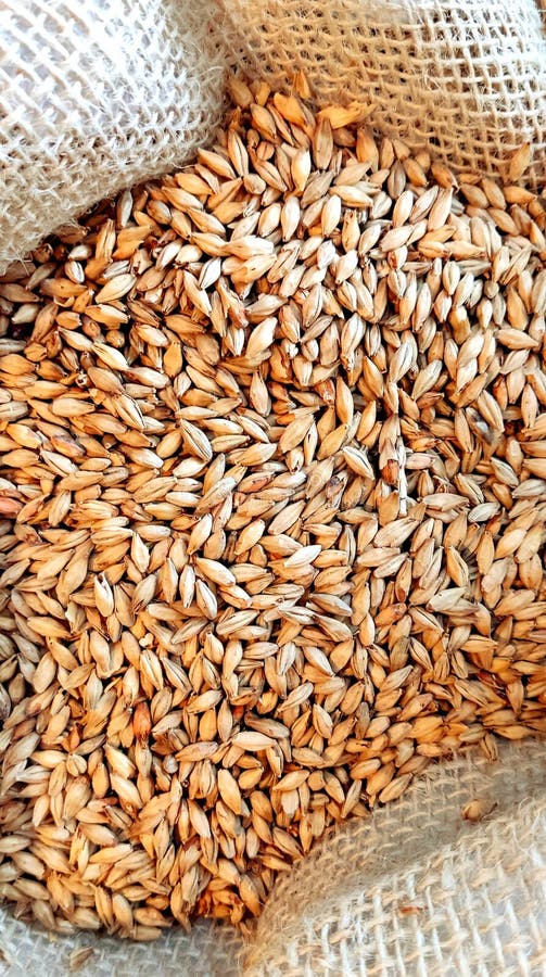 Malt texture for beer stock photo. Image of plant, food - 249221894