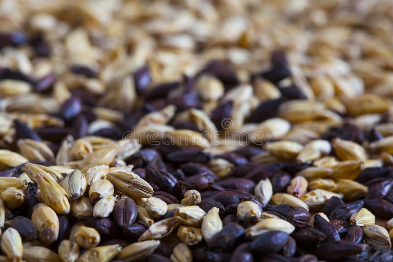 Malta de la cebada foto de archivo. Imagen de cebada - 46385954