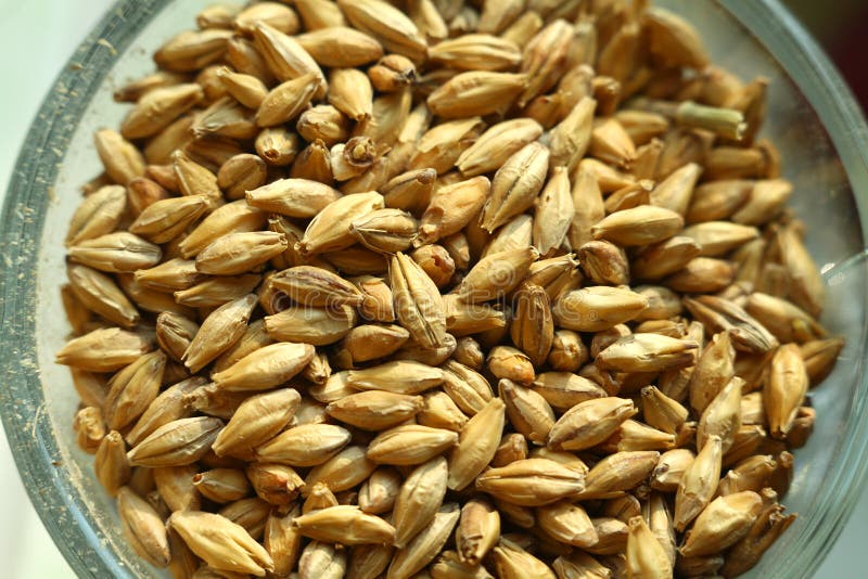 Malta de la cebada foto de archivo. Imagen de cebada - 46385954