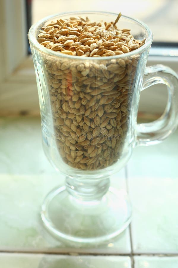 Malta de la cebada imagen de archivo. Imagen de susurro - 46388033