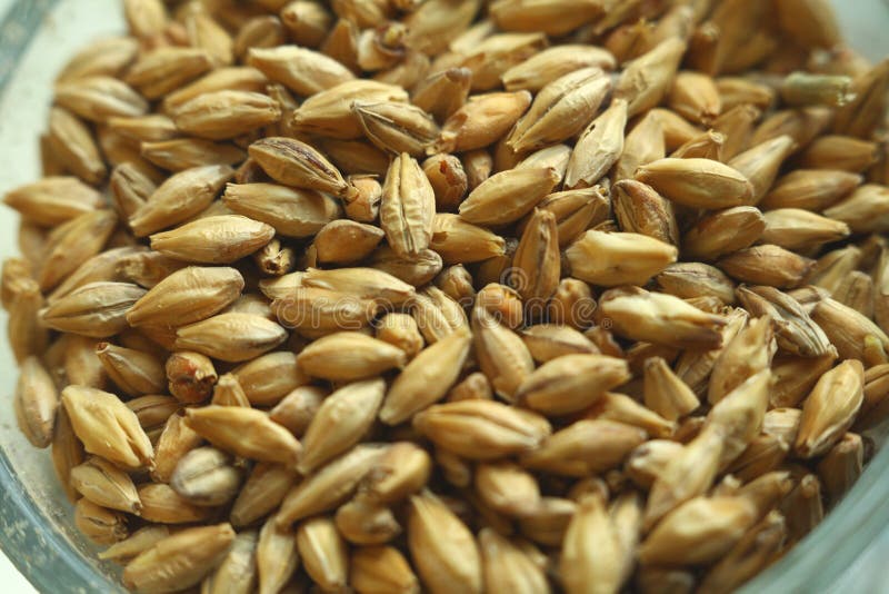 Malta de la cebada foto de archivo. Imagen de cebada - 46385954