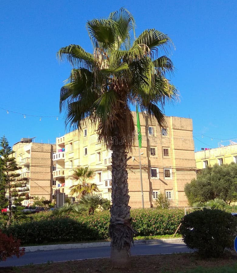 Malta, Msida, a Lonely Palm Tree in the Center of the City Stock Photo ...