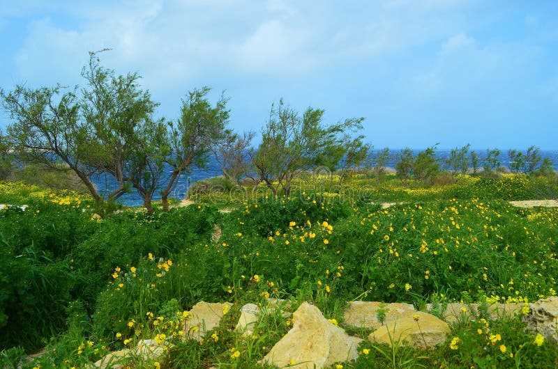 Malta`s Flowering Coast in March Stock Image - Image of march, beach ...