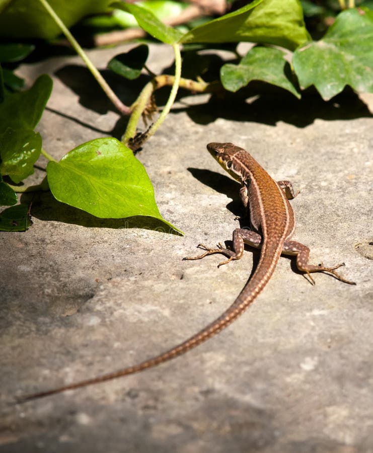 Malta Wall Lizard stock photo. Image of nature, creatire - 14359540