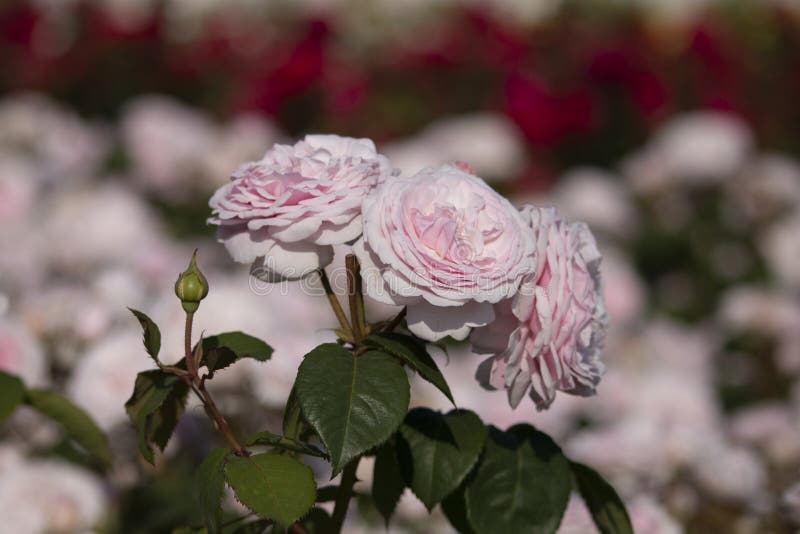 Maltepe Rose Garden in, Istanbul Stock Photo - Image of color ...