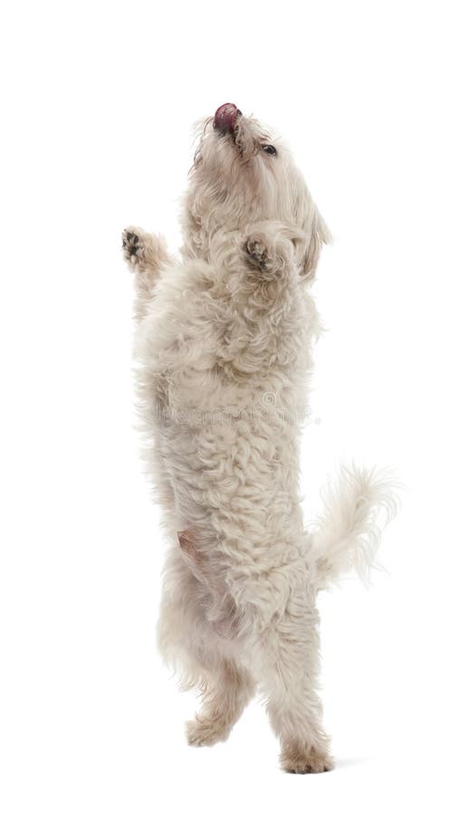 Side View Maltese Dog Standing Stock Photos - Free & Royalty-Free Stock ...