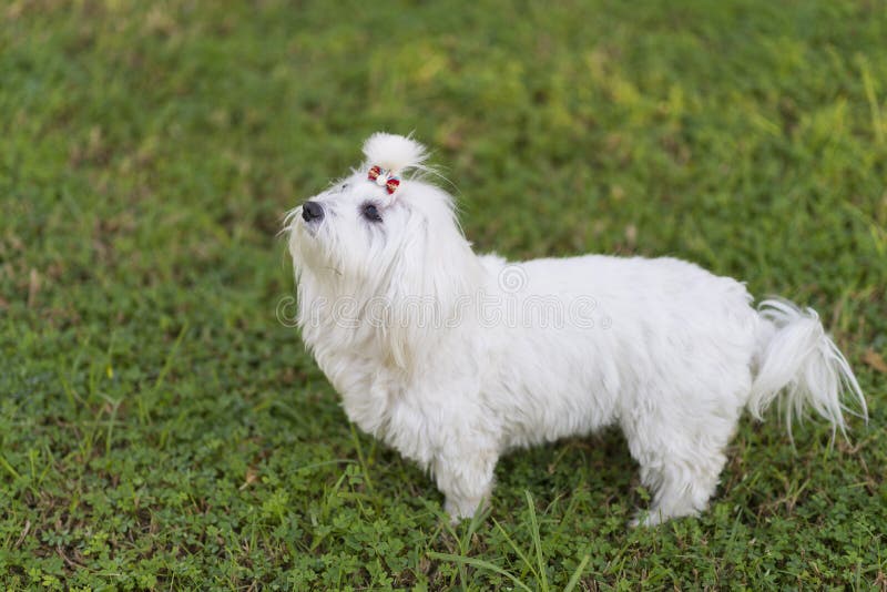Maltese bichon stock image. Image of wildlife, playing - 63657819