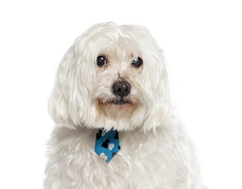 Maltese with Blue Tie Looking Forward on White Background Stock Photo ...