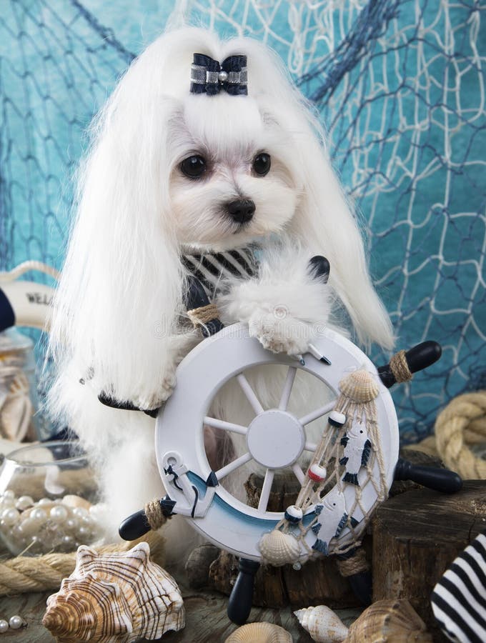 Maltese captain Dog stock image. Image of kerchief, adorable - 98449895