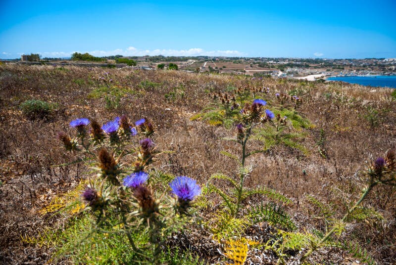 Maltese countryside stock photo. Image of summer, panoramic - 41796866
