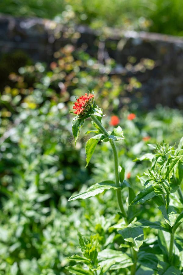 Maltese Cross (silene Chalcedonica) Flowers Stock Photo - Image of ...