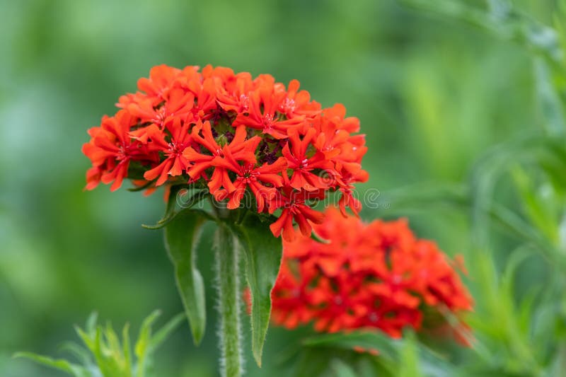 Maltese Cross (silene Chalcedonica) Flowers Stock Photo - Image of ...