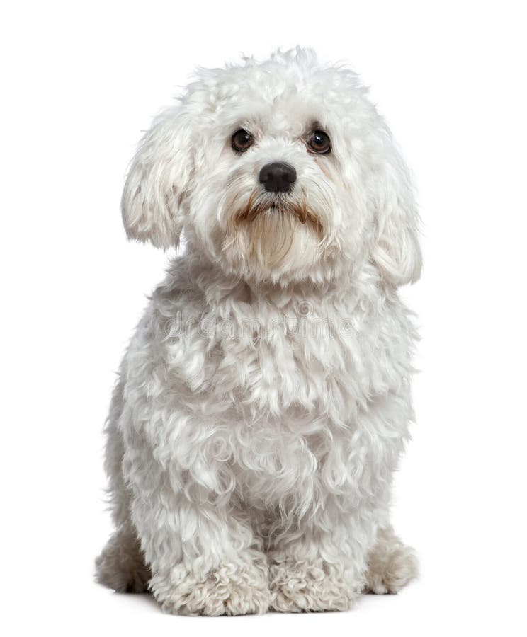 962 Old Maltese Dog Stock Photos - Free & Royalty-Free Stock Photos ...