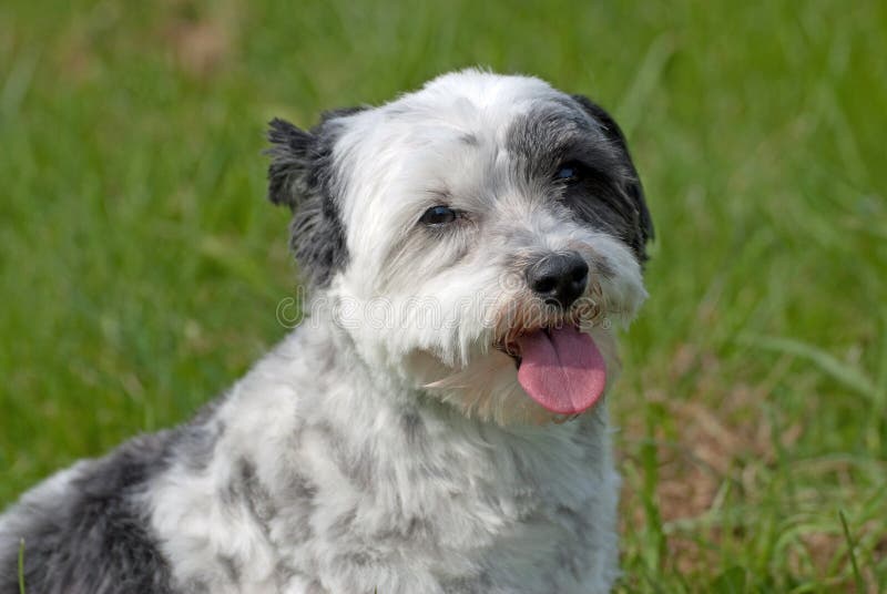 Maltese dog stock photo. Image of female, cute, head - 26690936