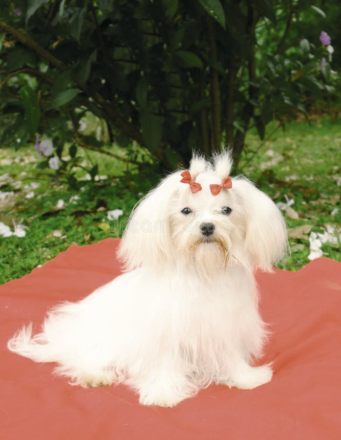 Maltese Dog Picture. Image: 3763527