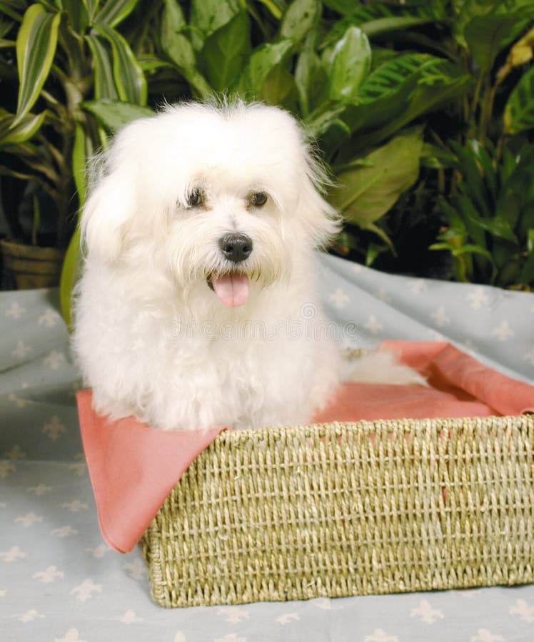 Maltese dog stock image. Image of typical, nose, pedigree - 3763595