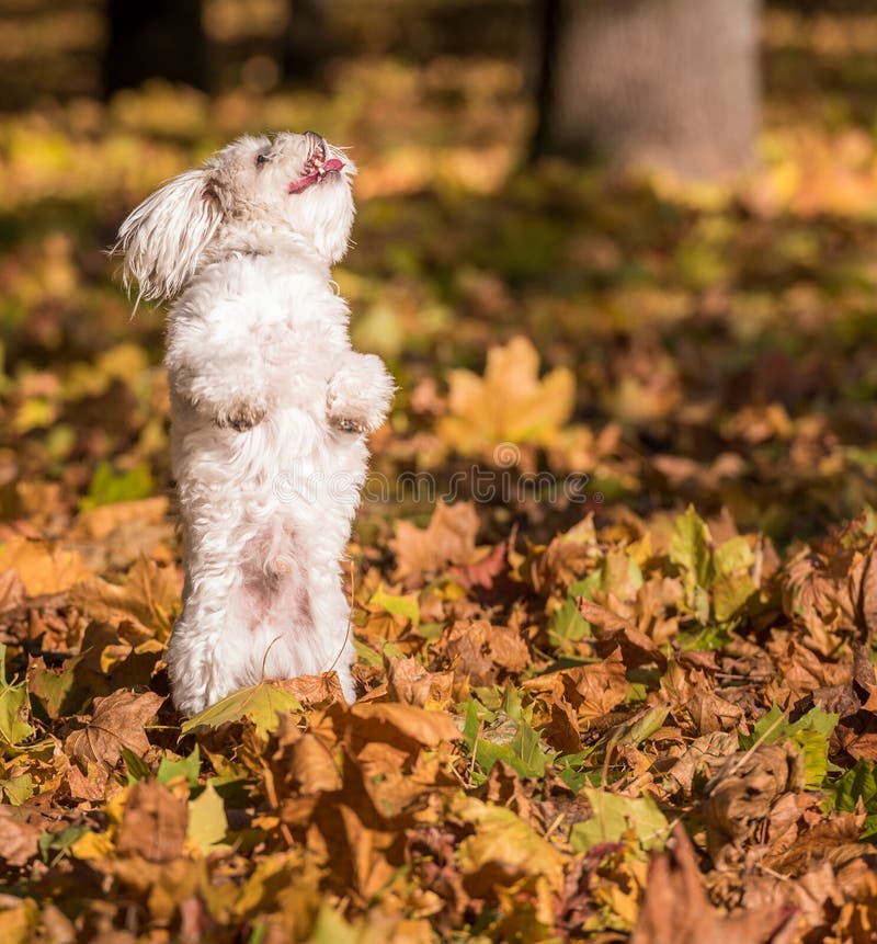 Maltese Dog is Jumping Up. Happy Stock Photo - Image of mammal, green ...