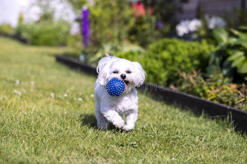 Maltese Dog Playing with a Ball in the Park Stock Photo - Image of ...