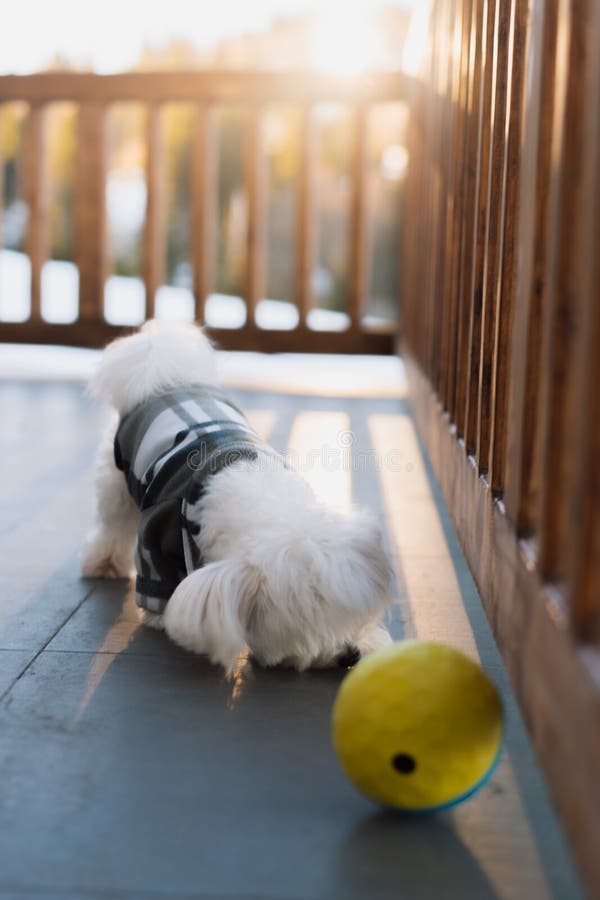 Maltese Dog Playing with Toy Stock Photo - Image of feeding, shirt ...