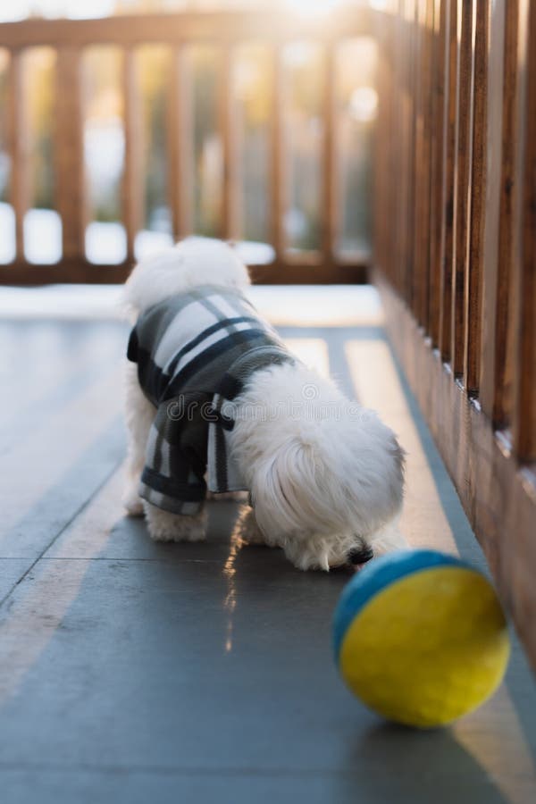 Maltese Dog Playing with Toy Stock Photo - Image of squeaker, eating ...