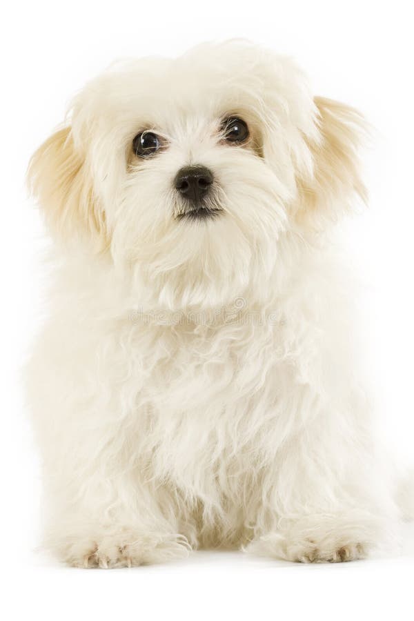 Maltese Puppy Portrait stock image. Image of full, family - 579809 Maltese Puppy Portrait stock image. Image of full, family - 579809
